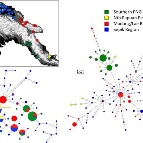 Haplotype Network For The Mtdna Coi And Nudna Rps9 Dna Sequences For Download Scientific