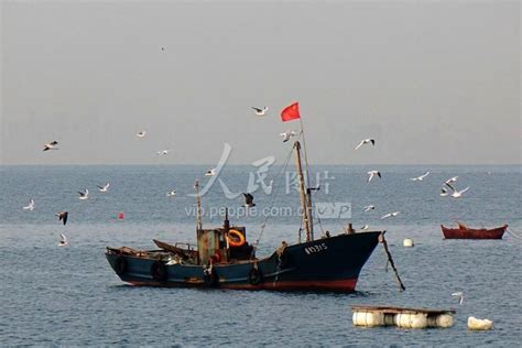 青岛顾家岛海鸥翔集 人民图片网
