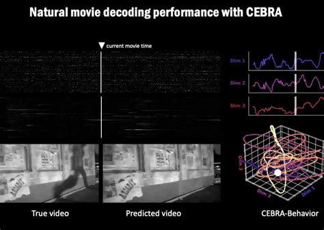 Aleksandr Ivanovitch On Linkedin Machinelearning Neuroscience Cebra