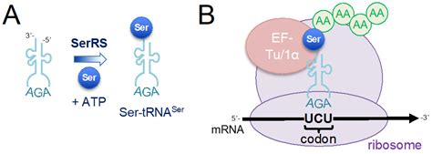 Ijms Free Full Text Biosynthesis Engineering And Delivery Of