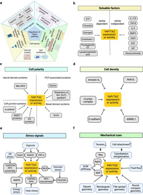 川大华西医院乳腺疾病中心罗婷副教授团队和生物治疗国重实验室罗敏副研究员团队在sttt发表综述阐述了hippo通路的关键调控功能及上下 生物通