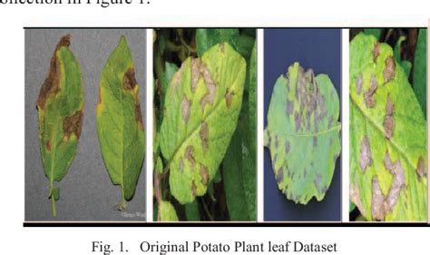 Figure 1 From Potato Plant Leaf Disease Detection And Recognition Using R Cnn Model Semantic