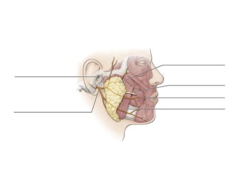 Parotid Glands Of The Face Quiz