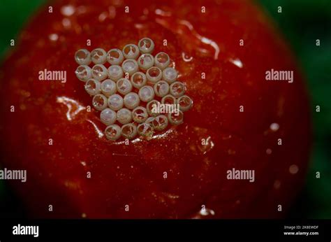 Eggs Of Southern Green Stink Bug Nezara Viridula On A Cherry Tomato