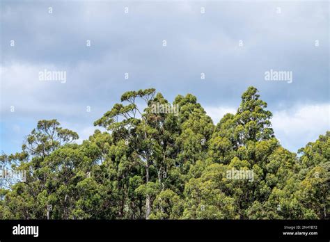 Farm Surrounded By Over A Plantation Of Trees In A Forestry Farm In The Bush In The Mountains