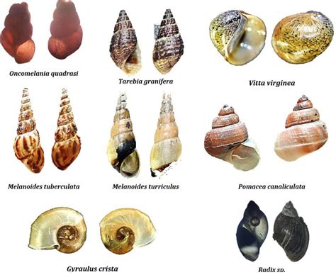 Freshwater Snail Species Sampled In The Area And Studied For Parasite