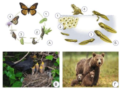 7 клас НУШ Характерні риси тварин Тест з біології «На Урок