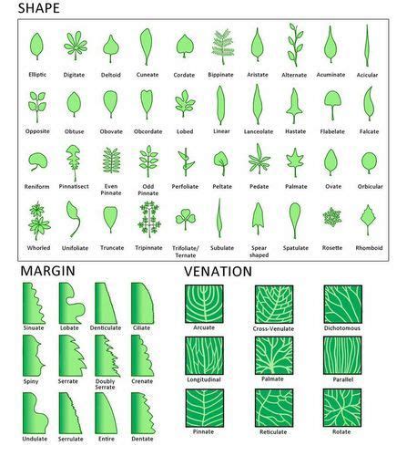 Types Of Leaf Margins Explore Different Leaf Structures