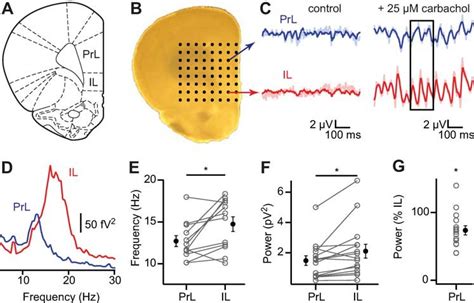 Fast Network Oscillations Are Bigger And Faster In Infralimbic Cortex Download Scientific