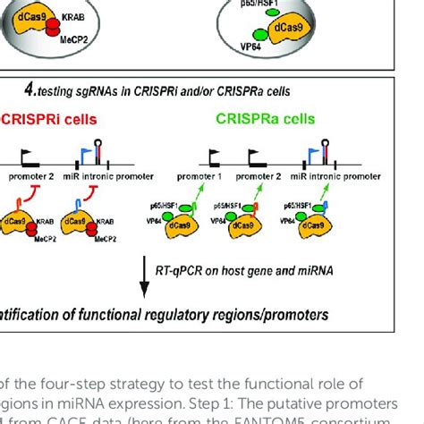 The Regulation Of The Chicken Irf7 Gene Expression By Individual Grnas Download Scientific