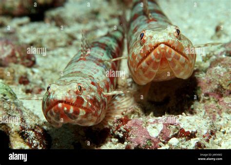 Lizard Fish Adaptations At Ebony Butters Blog