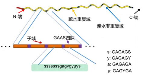 丝心蛋白百度百科