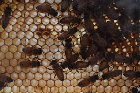 Smart Hive For A Smart City — Soofa