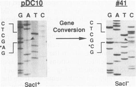 Nucleotide Sequence Of A Gene Conversion Product A Portion Of A Download Scientific Diagram