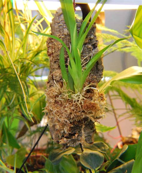 Plants That Grow Without Soil Plants Craze