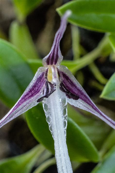 Hapalochilus Bulbophyllum Varia69 Flickr