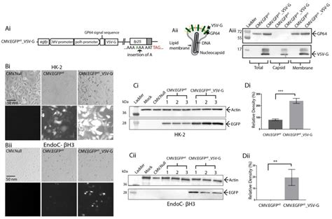 A Schematic Representation Of The Vsv G Pseudotyped Bacmam Vector Download Scientific Diagram