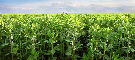 Row Of Flowering Vicia Faba Beans In A Field A Flowering Plant In The