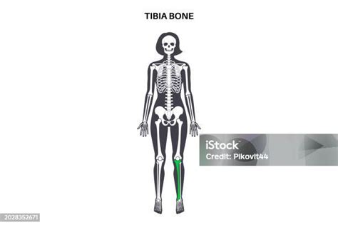 Tibia Bone Anatomy Stock Illustration Download Image Now Adult