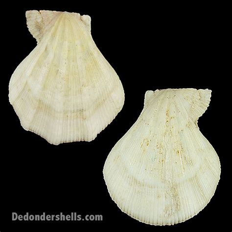 Swiftopecten Swifti 7 De Donder Shells