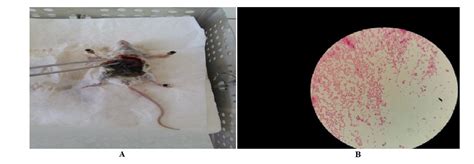 Scielo Brasil Properties Of Pasteurella Multocida Isolated From