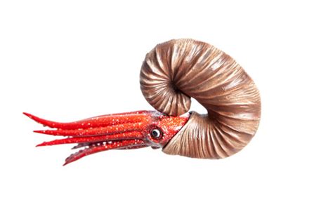 Modello In Scala 1 1ammonite Scaphites Planus