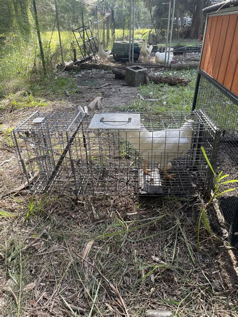 Caught Something In My Predator Trap R Backyardchickens