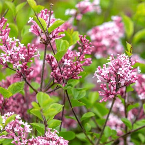 Liliac Red Pixie La Ghiveci Livrare Rapidă Roa Garden