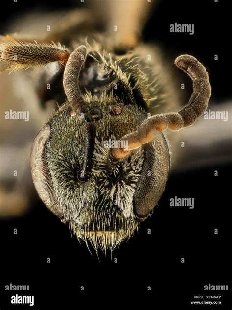 The Gynandromorph Lasioglossum Hitchensi A Rare Intersex Bee