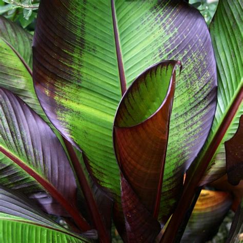 Ensete Ventricosum Maurelii