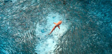 Опазване на акулите в Африка Как Tours помагат за спасяването на акулите