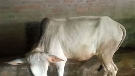 ছোট খামার কিভাবে শুরু করবেন।আর কয় টা গরু দিয়ে।গরু মোটাতাজা করা গরুর খাবার গরুর যত্ন ইত্যাদি