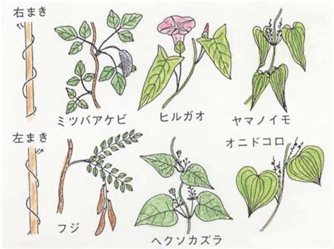 巻きつき方によるつる草の分類