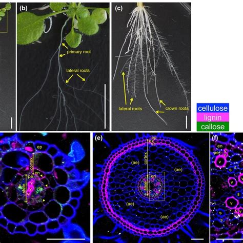 Root Anatomy Dependent Uptake System Of Mineral Elements Examples Are