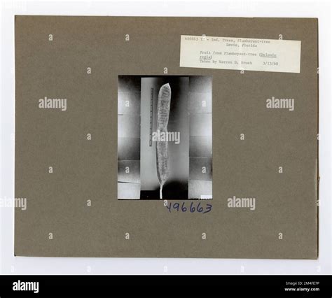 Tree Identification Hemlock Western Photographs Relating To