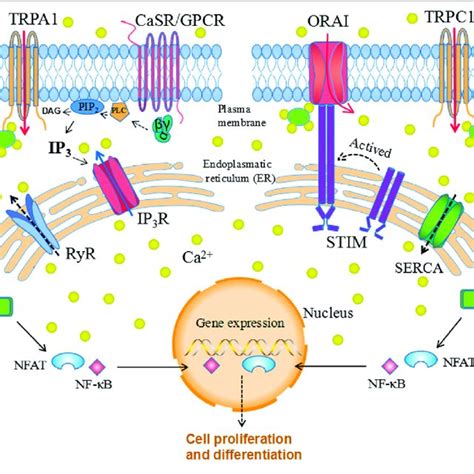 Cellular Calcium Homeostasis The Calcium Sensing Receptor Casr