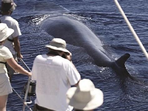 Blue Whale Watching In The Azores Pico Island Responsible Travel