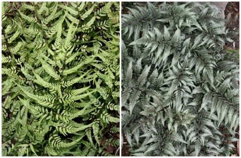 Fern Secrets Fern Sex And Fern Gardening With Tony Avent A Way To Garden