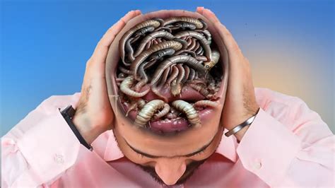 Asmr Removal Fleas Dog Ticks Infected Trypophobia From Head Asmr