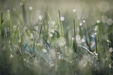 Dew Grass Bokeh Royalty Free Photo