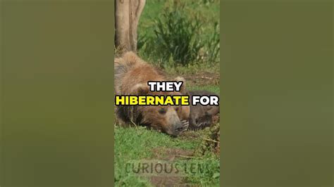 Why Do Bears Hibernate Youtube
