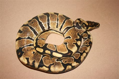 Dinker Born From Spider Male X Normal Female