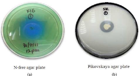 Figure 1 From Isolation And Characterization Of Rhizobia And Plant