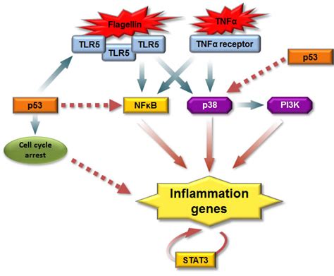 P53 Amplifies Toll Like Receptor 5 Response In Human Primary And Cancer