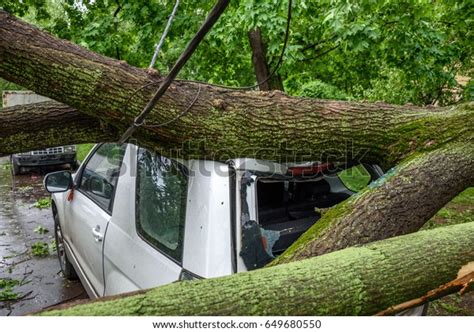 Tree Root Damaging Road Over 1 558 Royalty Free Licensable Stock Photos Shutterstock