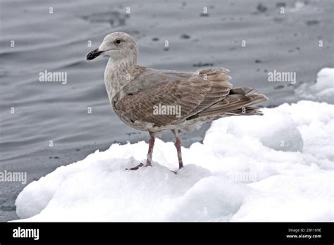 Glaucous Winged Gull Larus Glaucescens Immature With Winterplumage Wintering In Japan Japan