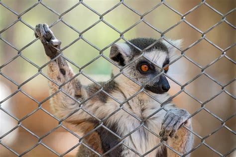 A Cute Lemur Looking Out From Behind A Cage Wire Lemur Catta Stock
