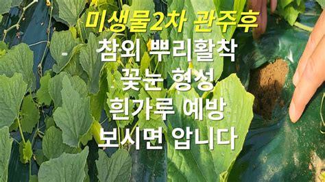 미생물배양2차 사용후기 미생물관주후 뿌리발근 병해예방 생육증대 발근전용 미생물pf2 2회 관주 프로바이오틱스농법 적용