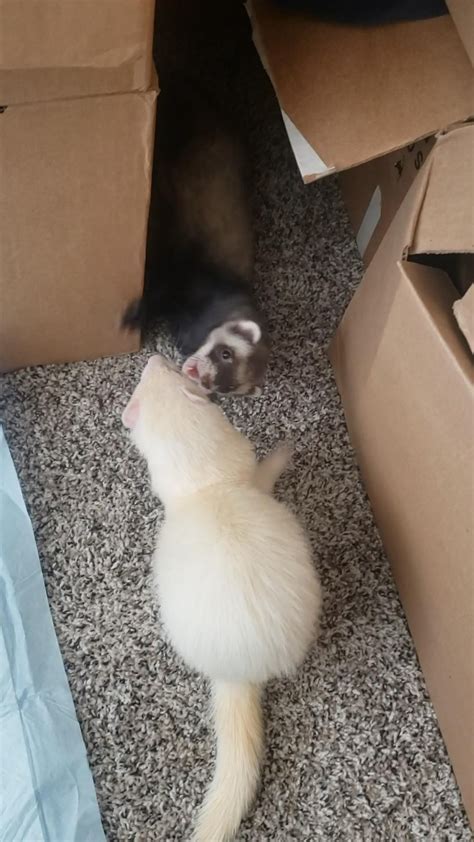 Ferret Colour And Coat Pattern Chart By Weaselwomancreations On