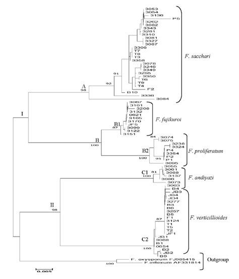 Neighbor Joining Tree Showing The Relationship Of 78 Isolates Of Download Scientific Diagram